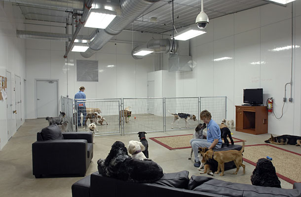 Love Pets? Start an Animal Boarding Facility in a Pole Barn