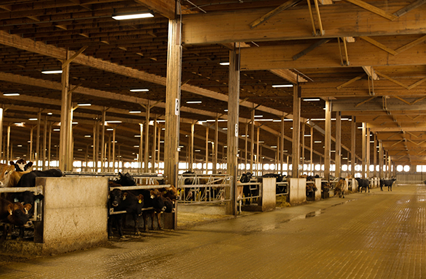 Dairy Buildings, Big Production Buildings - Creative Construction